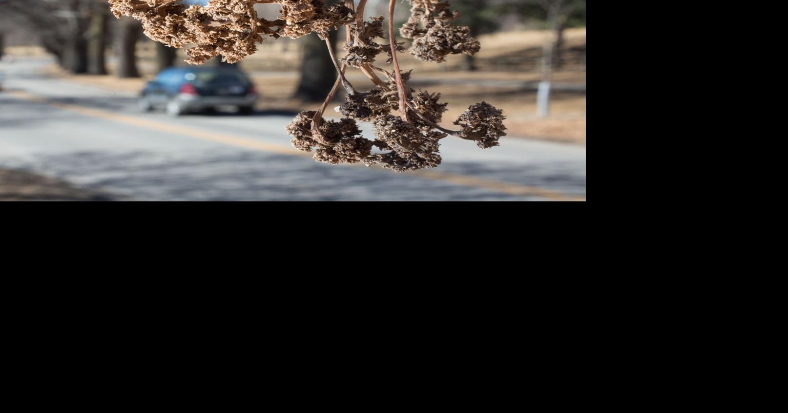 Tree pollen levels signal the start of seasonal allergies in the metro area