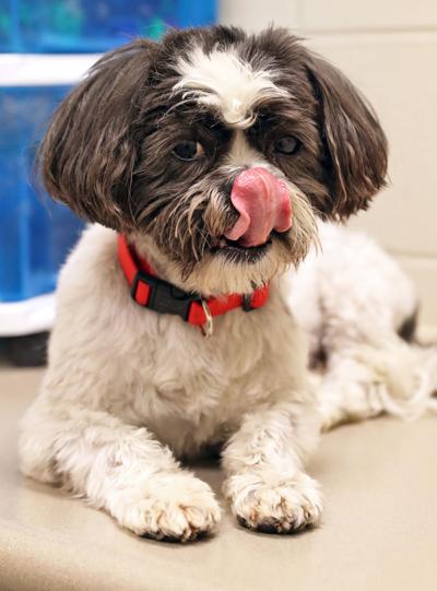 Face of the Day: Zeke the dog