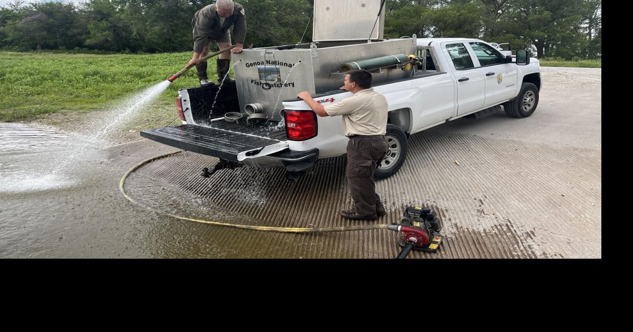 DeSoto Lake stocked with 40,000 walleye fingerlings