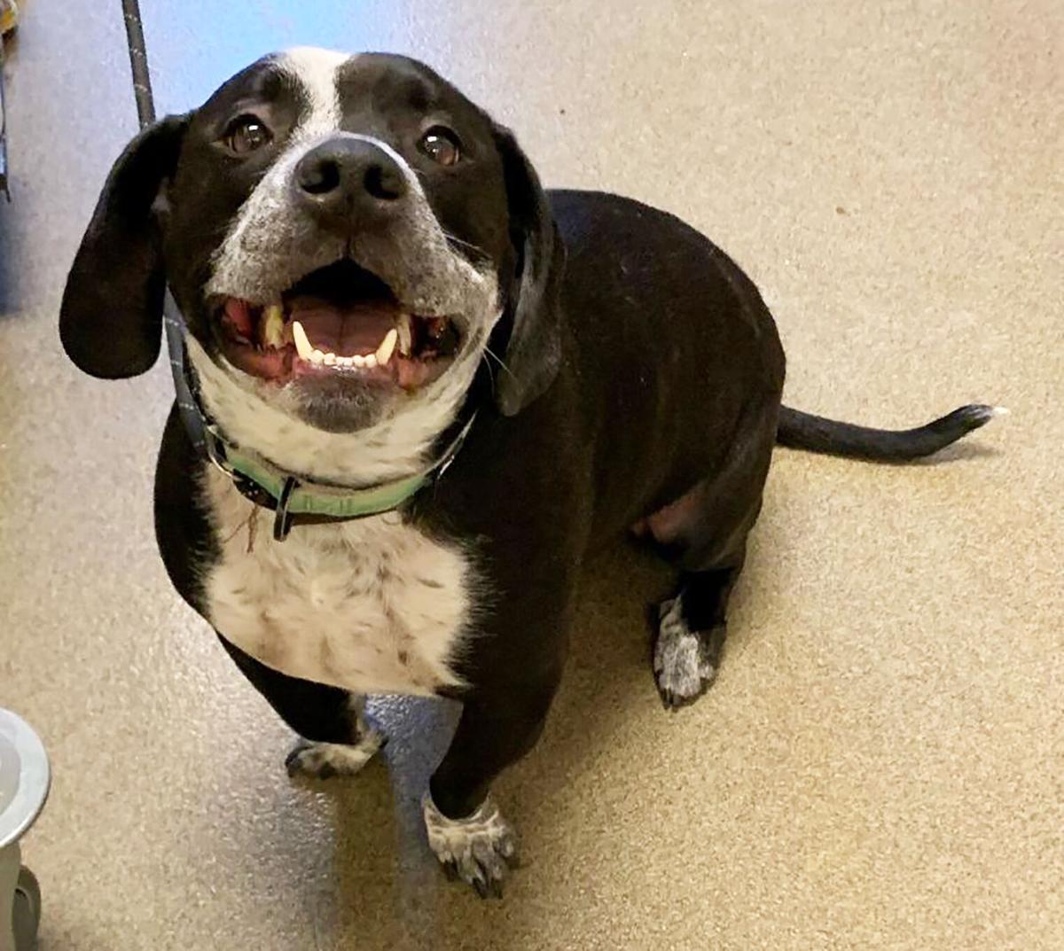 Dec. 31 Face of the Day: Marley the dog