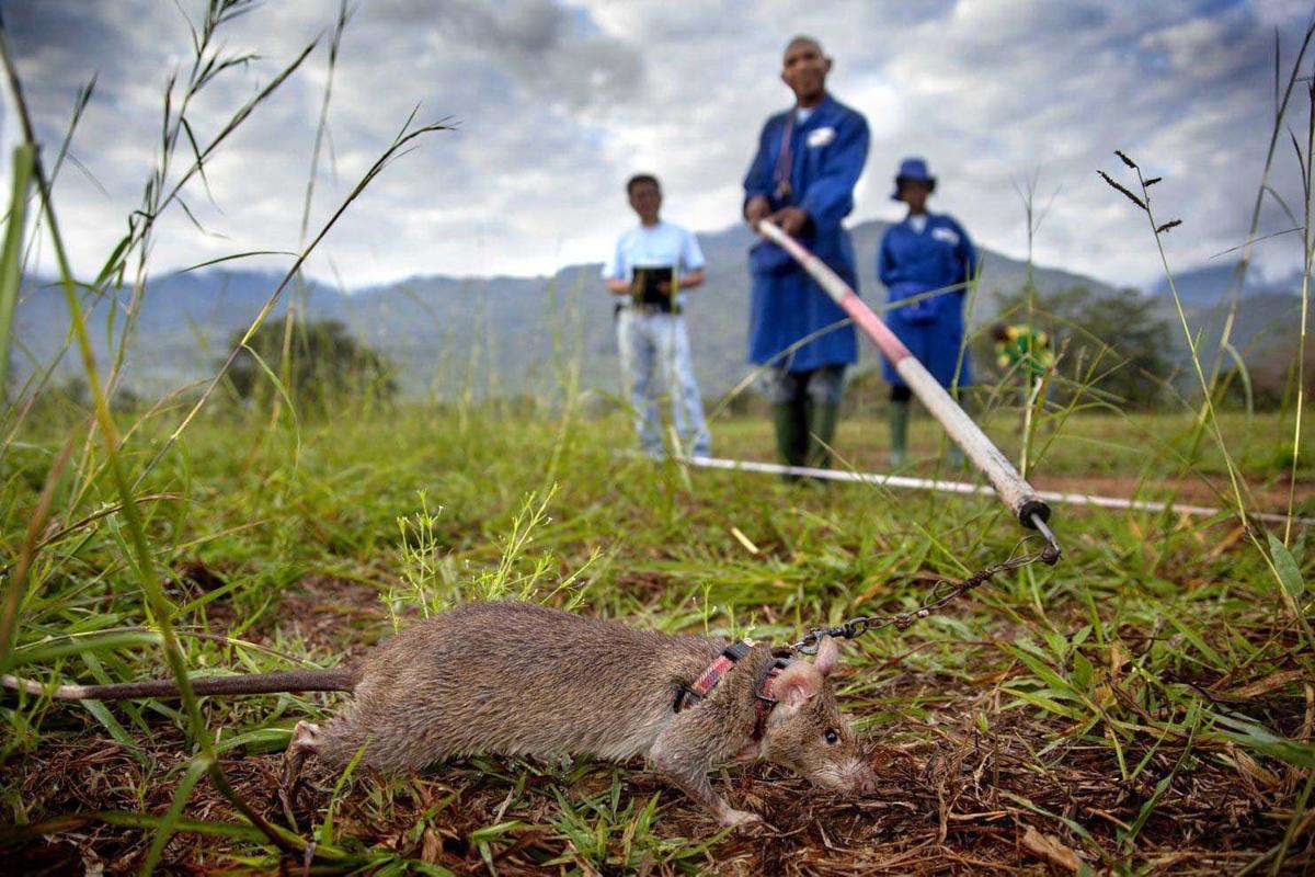 These heroic rats detect land mines. Now they might help save an ...