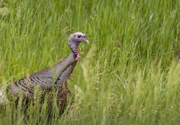 Researchers looking for insight into wild turkey population