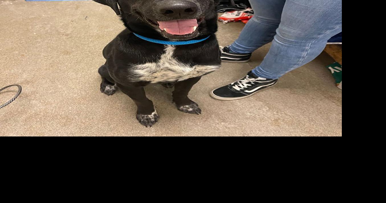 Dec. 28 Face of the Day: Ruckus the dog