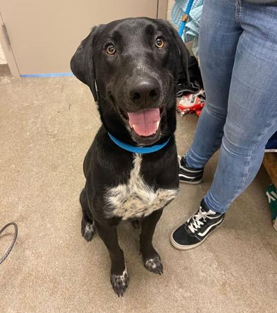 Dec. 28 Face of the Day: Ruckus the dog