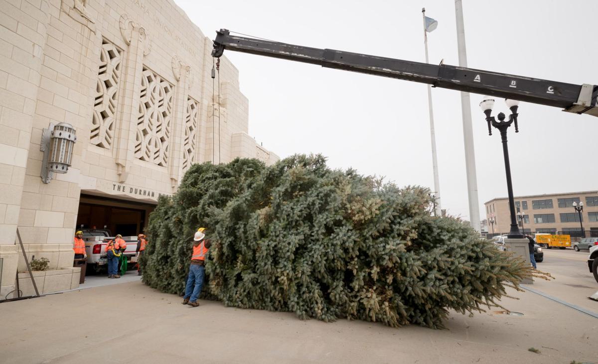 Once a nuisance, 40-foot tree now will be on display at the Durham Museum