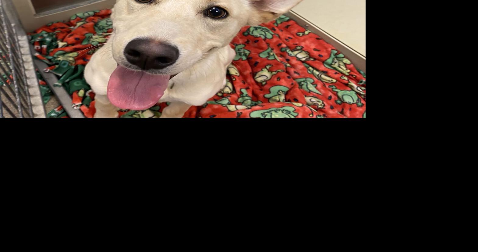 Face of the Day: Taffy the Dog