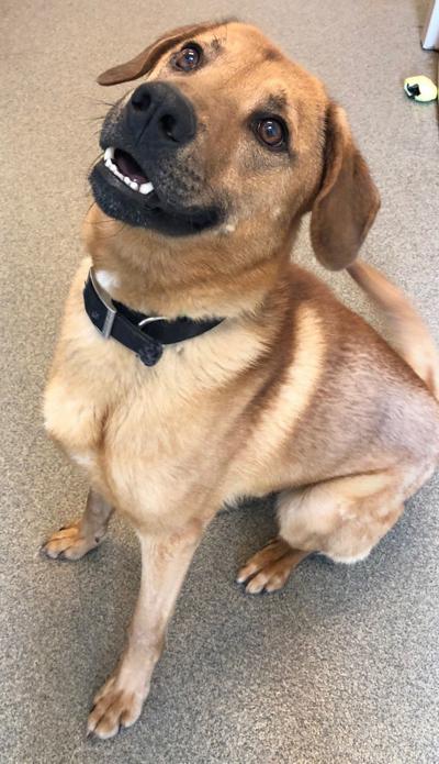 March 7 Face of the Day: Taz the dog