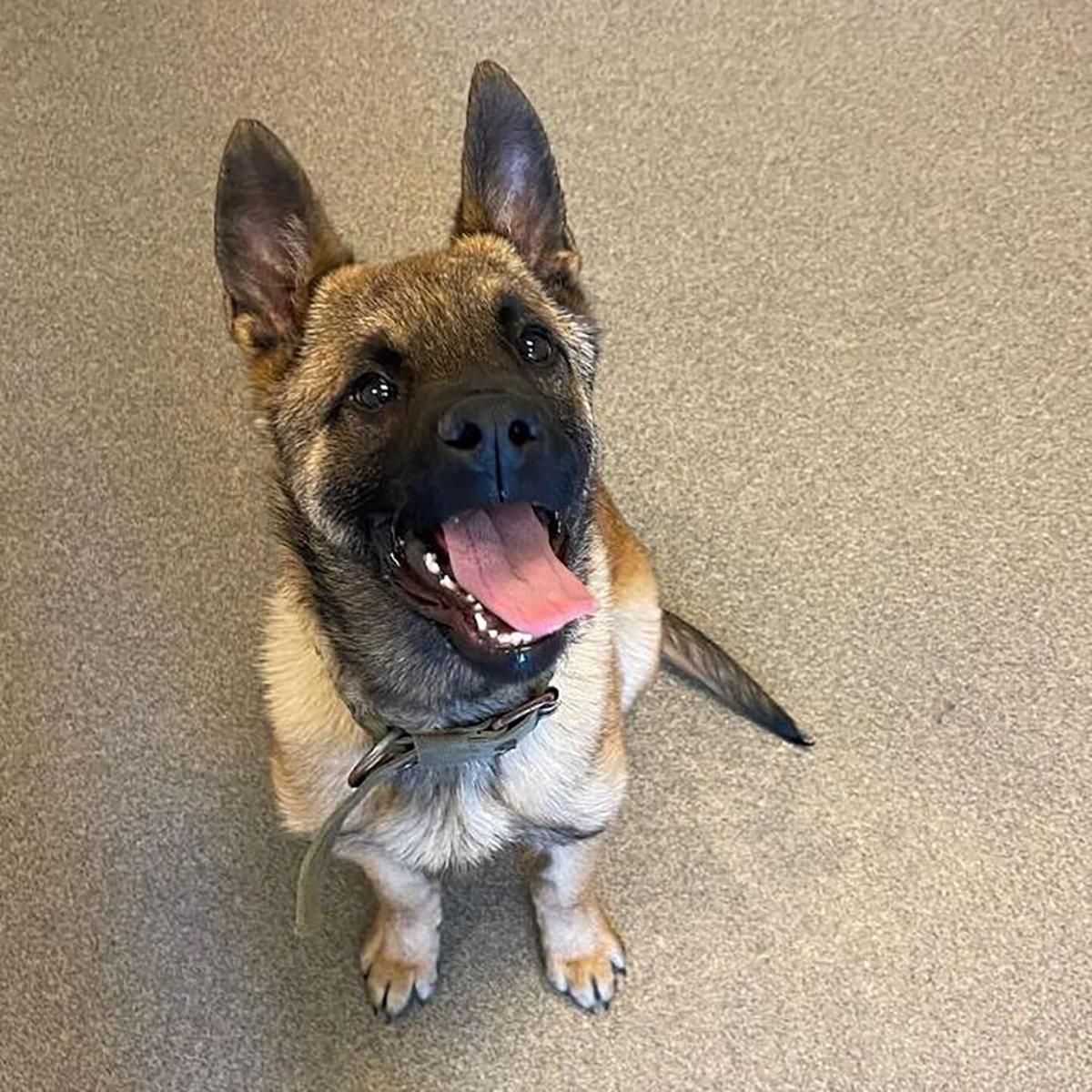 March 23 Face of the Day: Ronaldo the dog