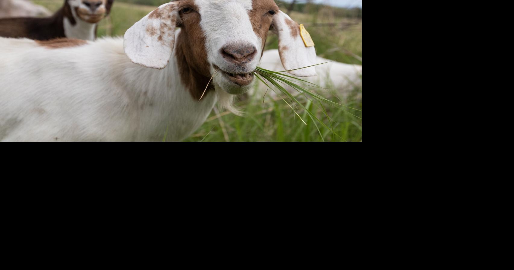 Hungry goats help restore native Iowa habitat