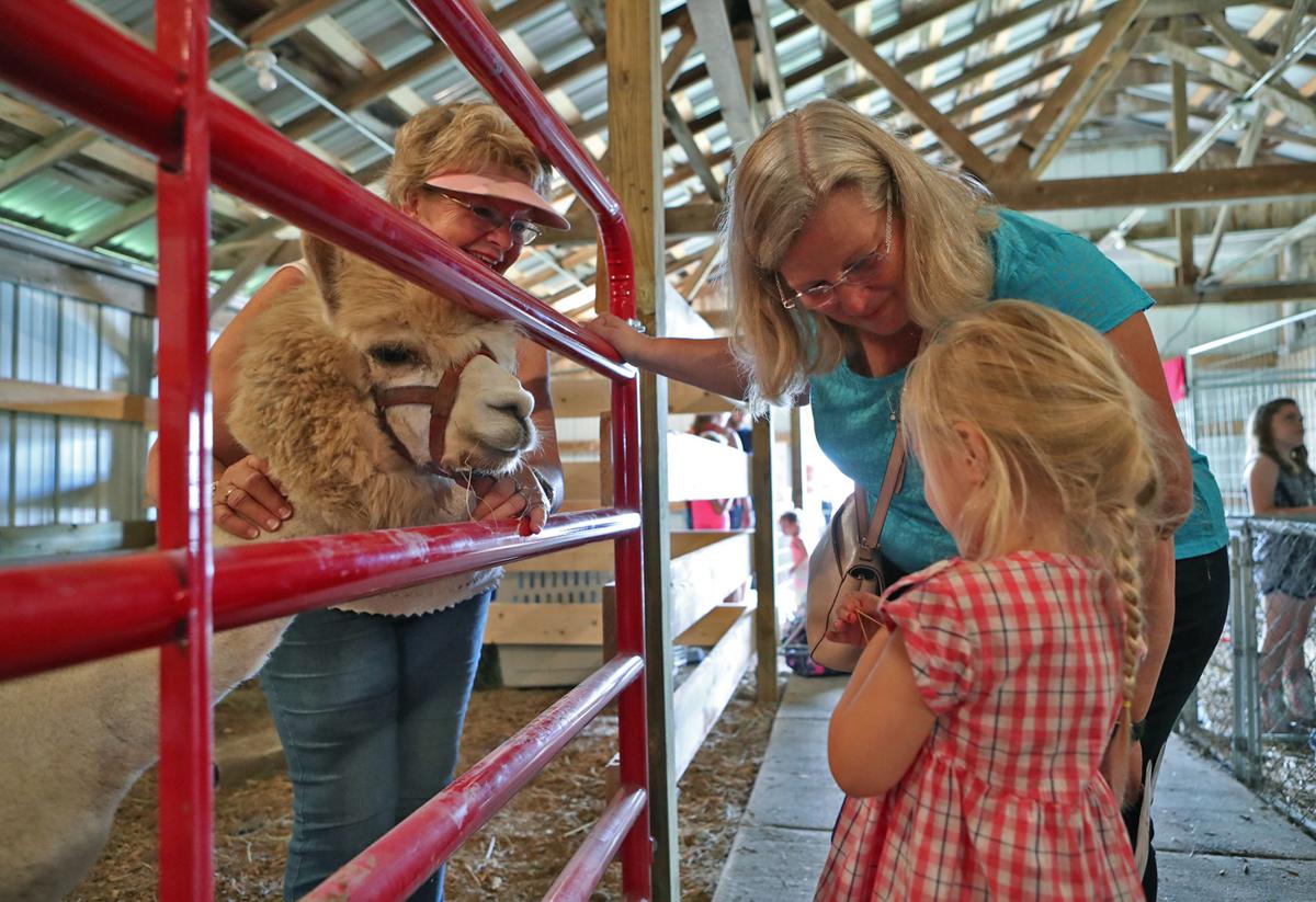 Photos: Children, families enjoy Mills County Fair’s many animals ...