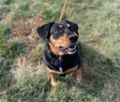 Dec. 13 Face of the Day: Roxy the dog