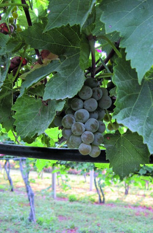 Western Iowa Grape Growers work toward federal distinction | Local News ...