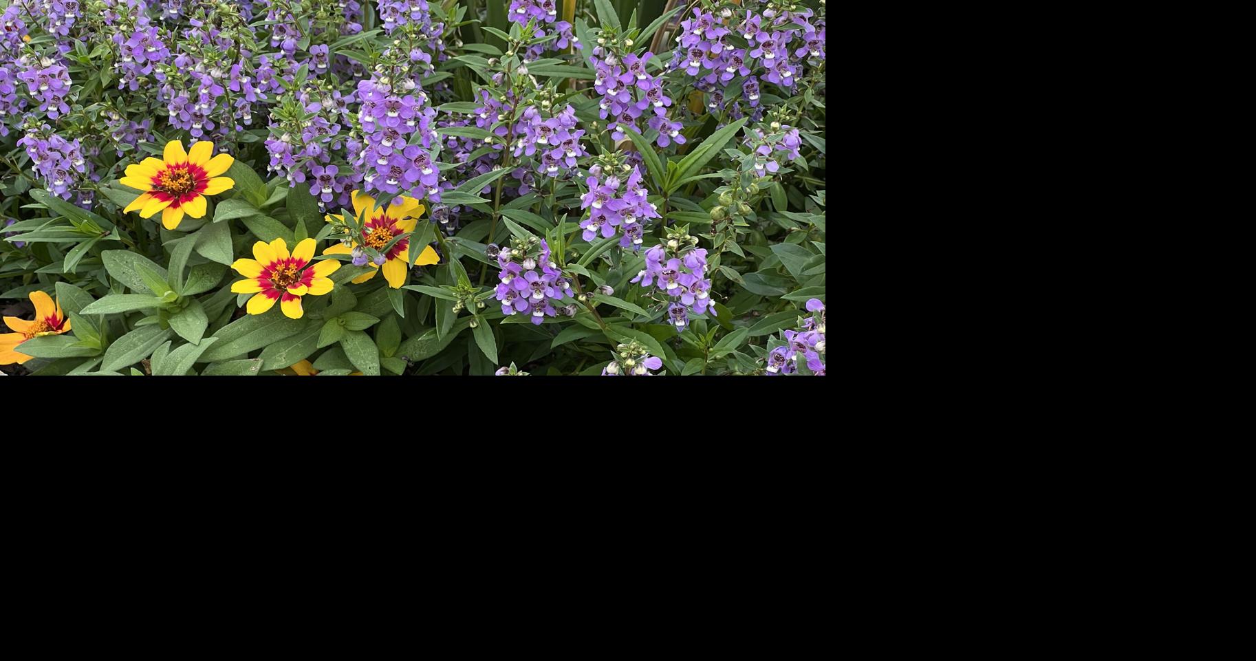 Papillion Junior Woman's Club plans 'Walk Through the Gardens'