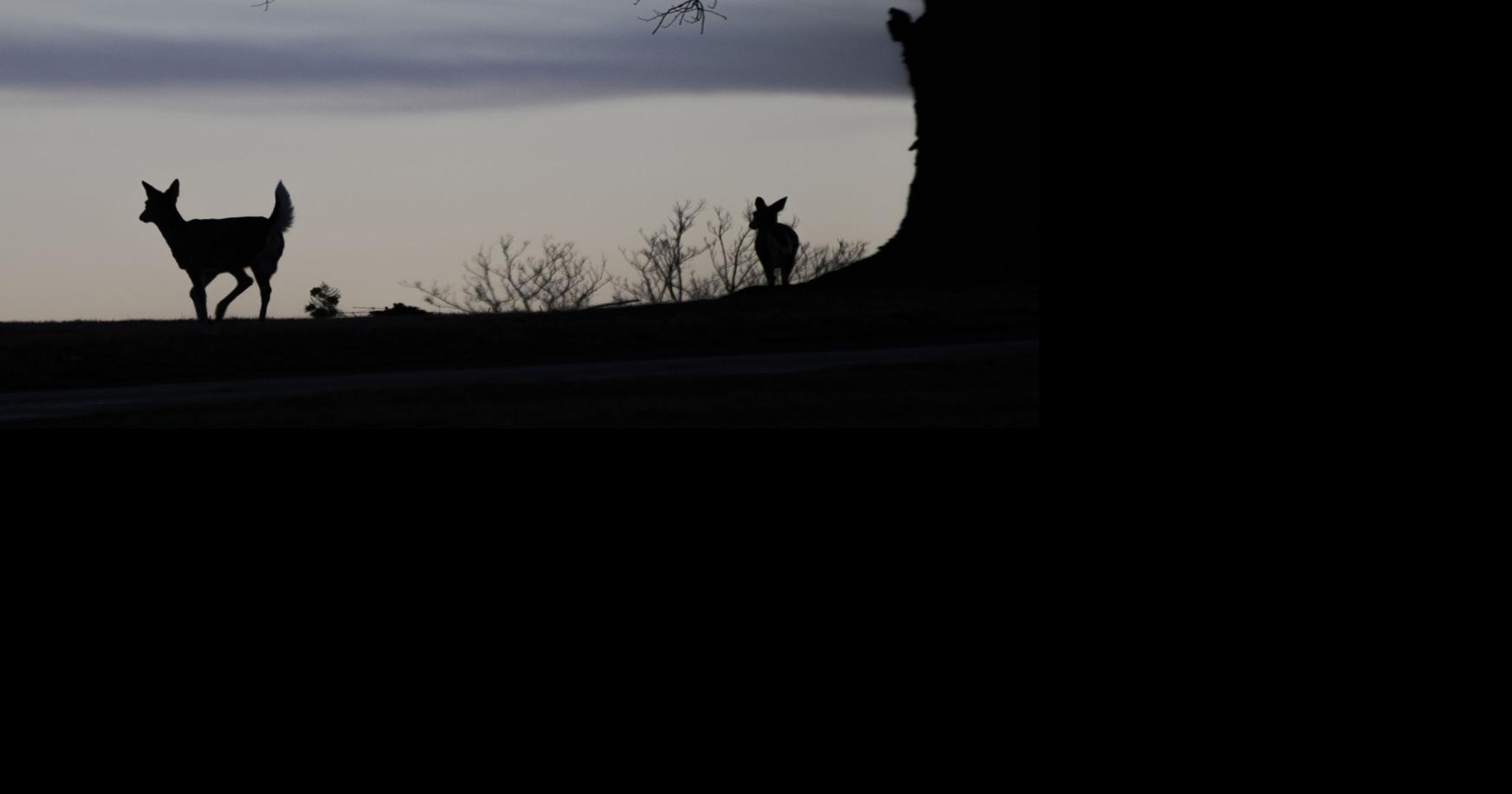 Deer hunting opportunities at DeSoto and Boyer Chute national wildlife ...