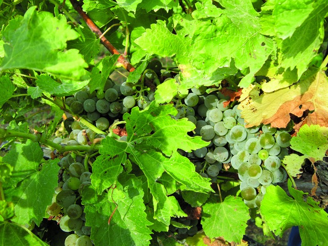 Western Iowa Grape Growers work toward federal distinction