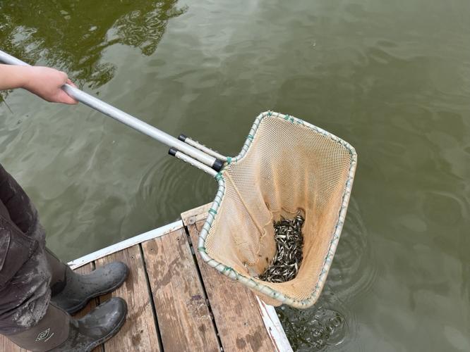 DeSoto Lake stocked with 40,000 walleye fingerlings
