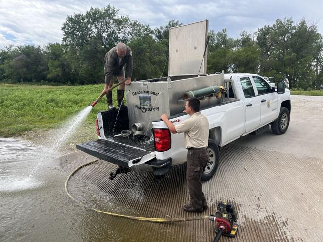 DeSoto Lake stocked with 40,000 walleye fingerlings