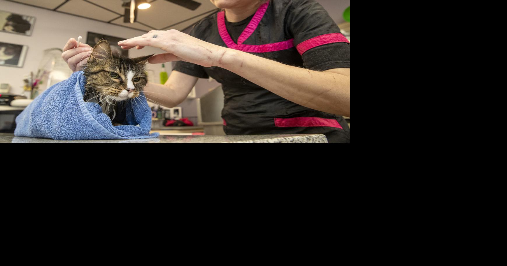 Club Meow's new location is cat, community approved