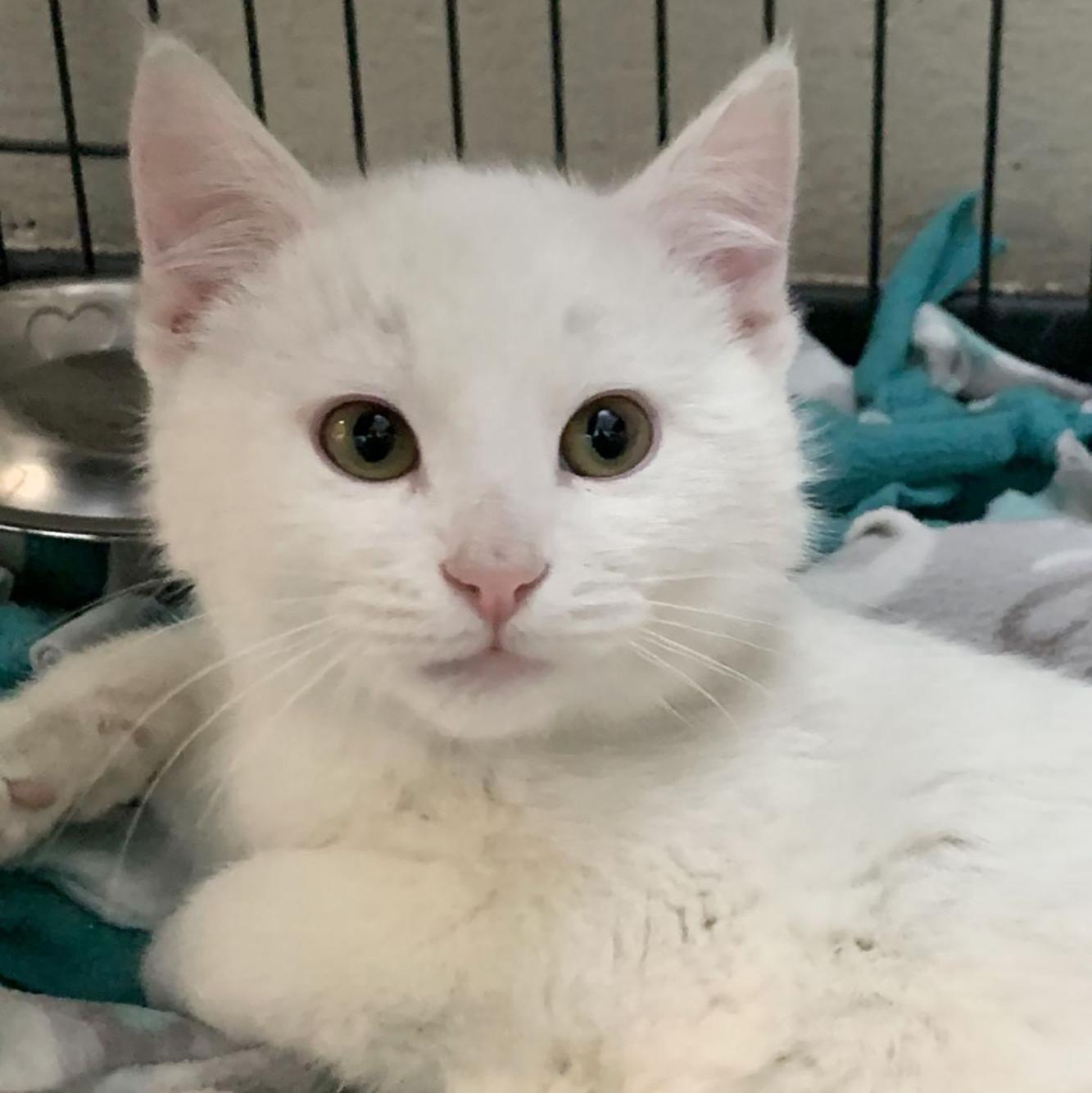 Jan. 19 Face of the Day: Topaz the kitten