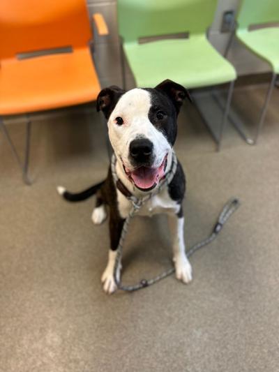 Jan. 4 Face of the Day: Magnus the dog