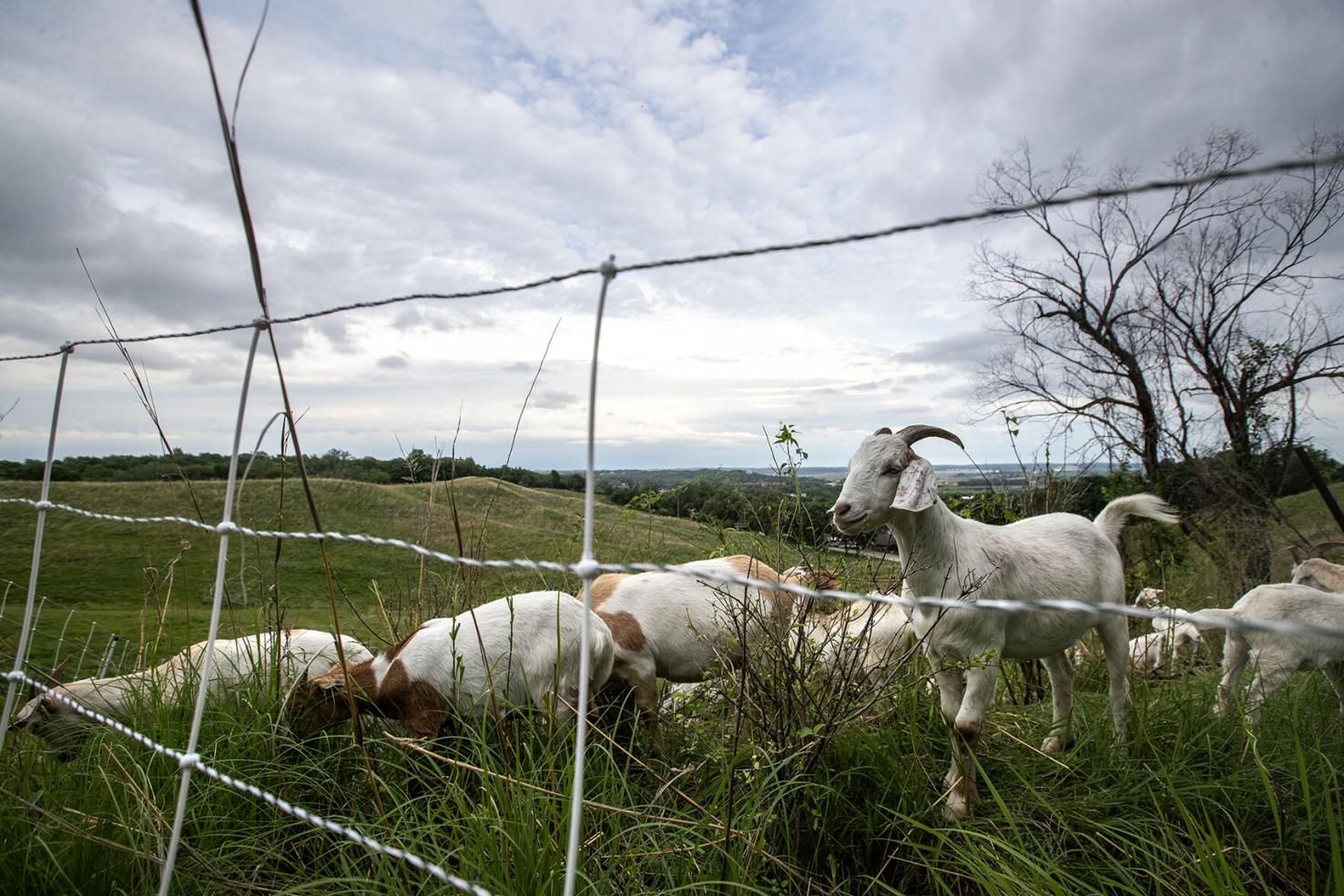 Hungry goats help restore native Iowa habitat