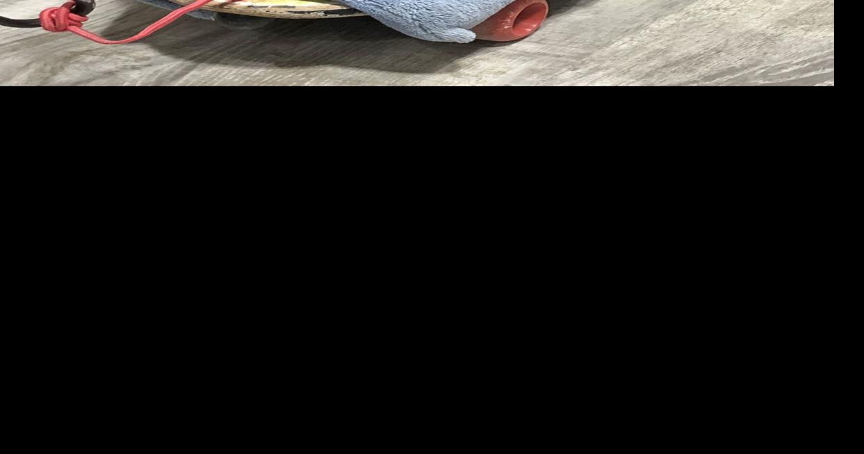 Nov. 27 Face of the Day: Noah the Dog