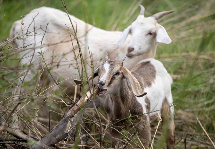 Hungry goats help restore native Iowa habitat