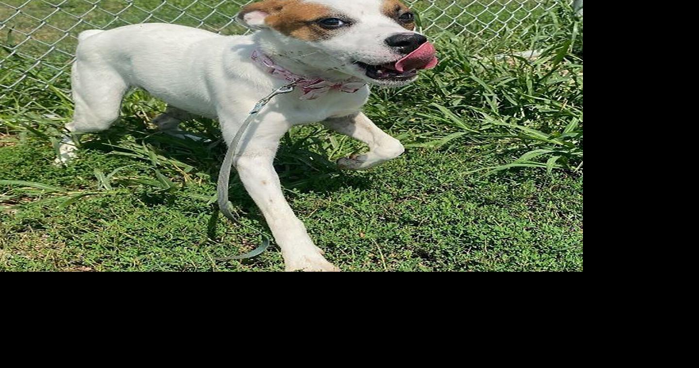 Aug. 27 Face of the Day: Nascar the dog