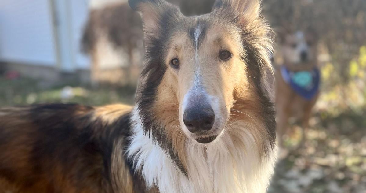 MHS: Connecting adoptable pets with loving homes during PetSmart ...