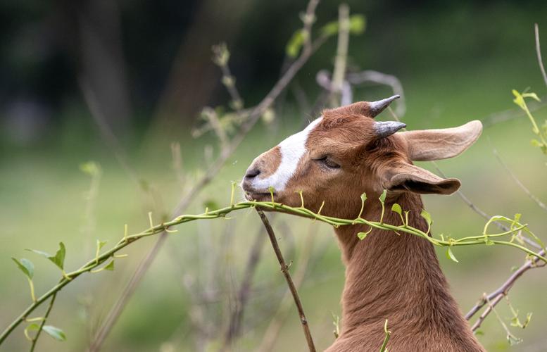 Hungry goats help restore native Iowa habitat