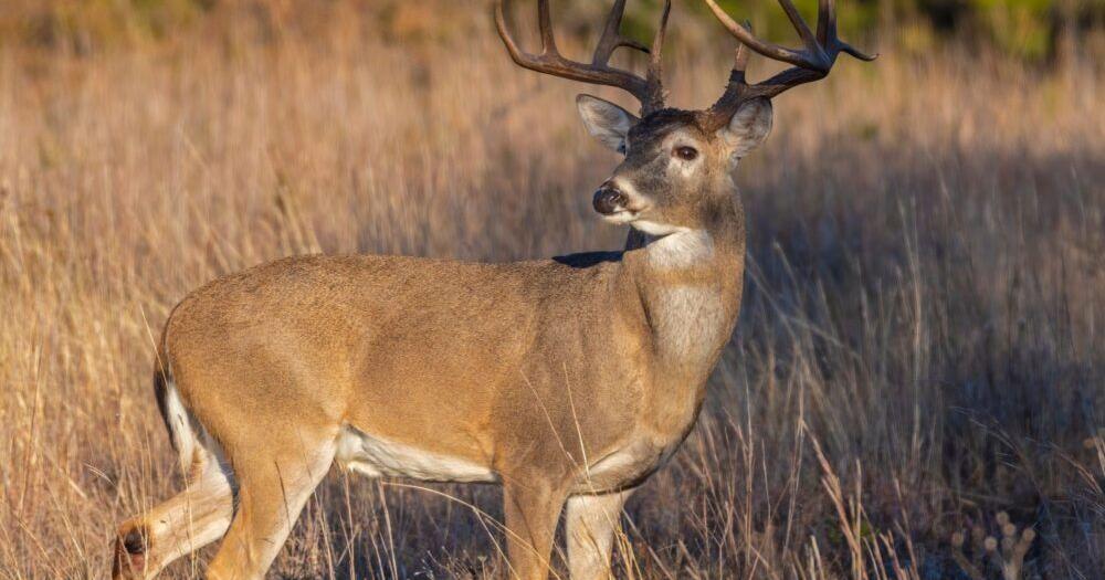 DeSoto, Boyer Chute to close for managed deer hunts