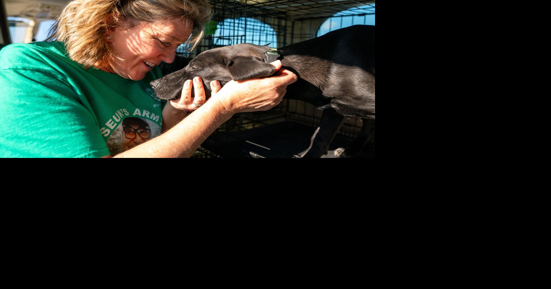 Volunteer pilots transport adoptable pets on the East Coast