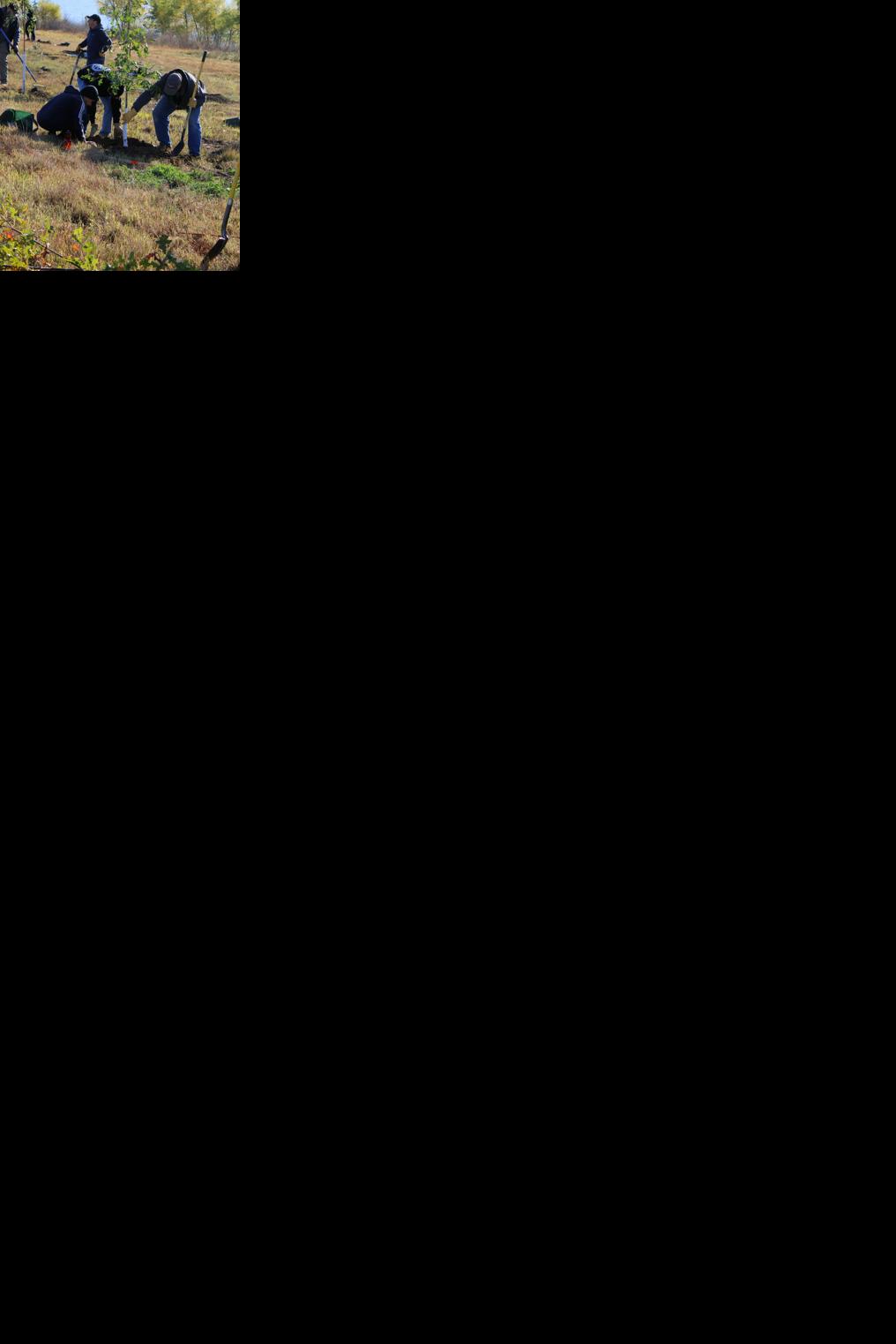 Nonprofit plants 200 trees in Papillion for fallen heroes