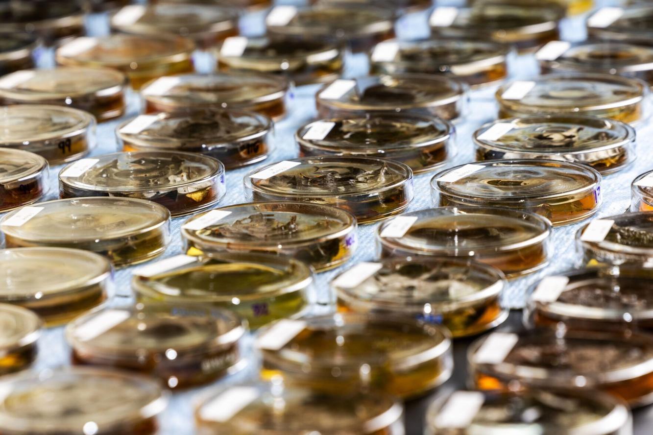 Take a look into $500,000 study of impact of invasive species in Loess ...