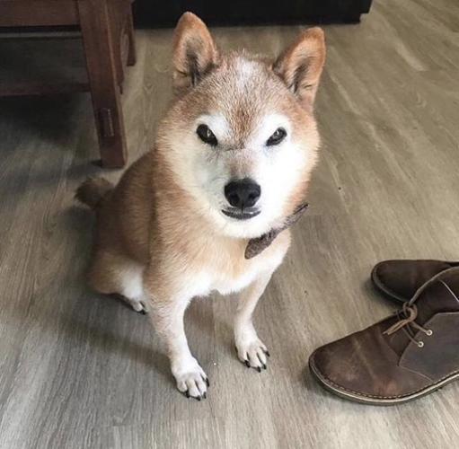 Meet the 12-year-old Shiba Inu going viral for his grumpy face