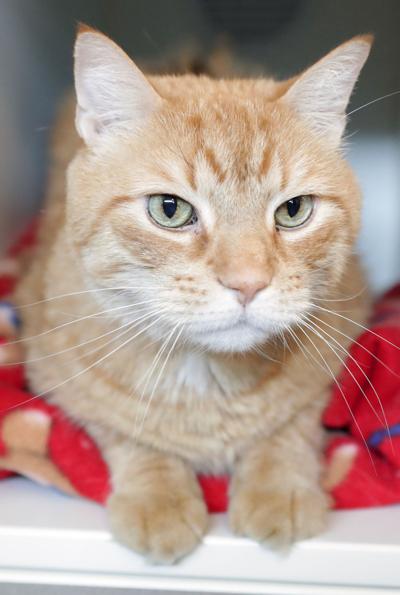 Face of the Day: Harold the cat