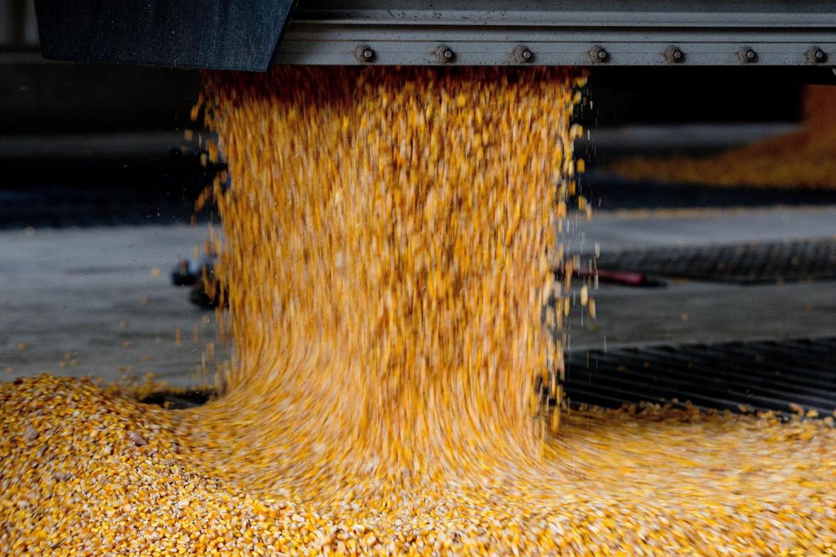 Corn genetics provides insight into the crop’s historical spread across ...