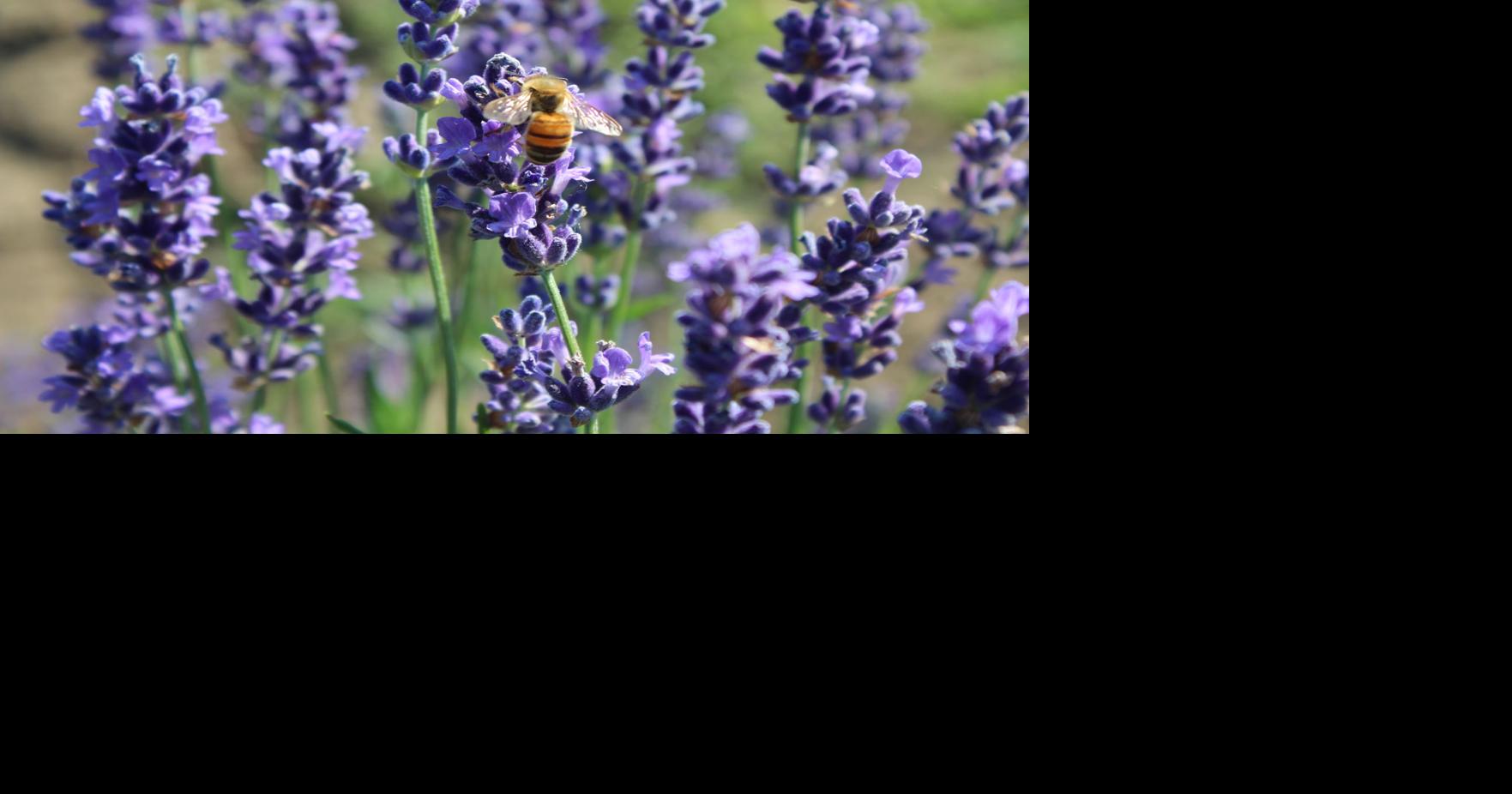 Loess Hills Lavender Farm honored by Farm Bureau