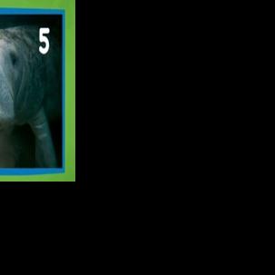 Why Are Manatees Known as Sea Cows?