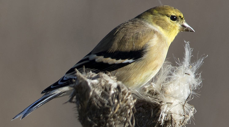 Nov. 29 Face of the Day: An eastern goldfinch