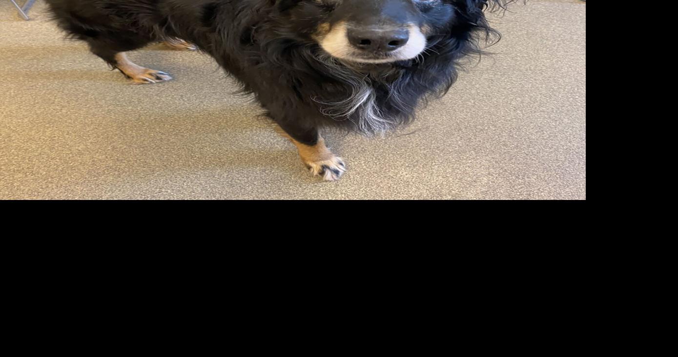 Jan. 10 Face of the Day: Chief the dog
