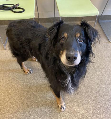 Jan. 10 Face of the Day: Chief the dog