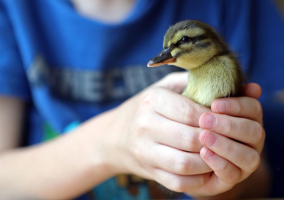 Just ducky: Kreft students hatch ideas learning about life cycles ...