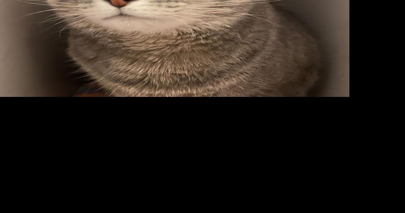 Face of the Day: Bubs the Cat
