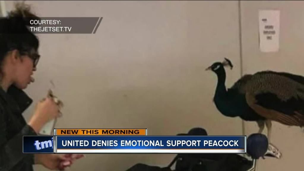 VIDEO: Artist, her emotional support peacock denied entry on flight