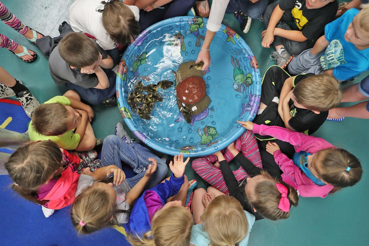 Just ducky: Kreft students hatch ideas learning about life cycles ...