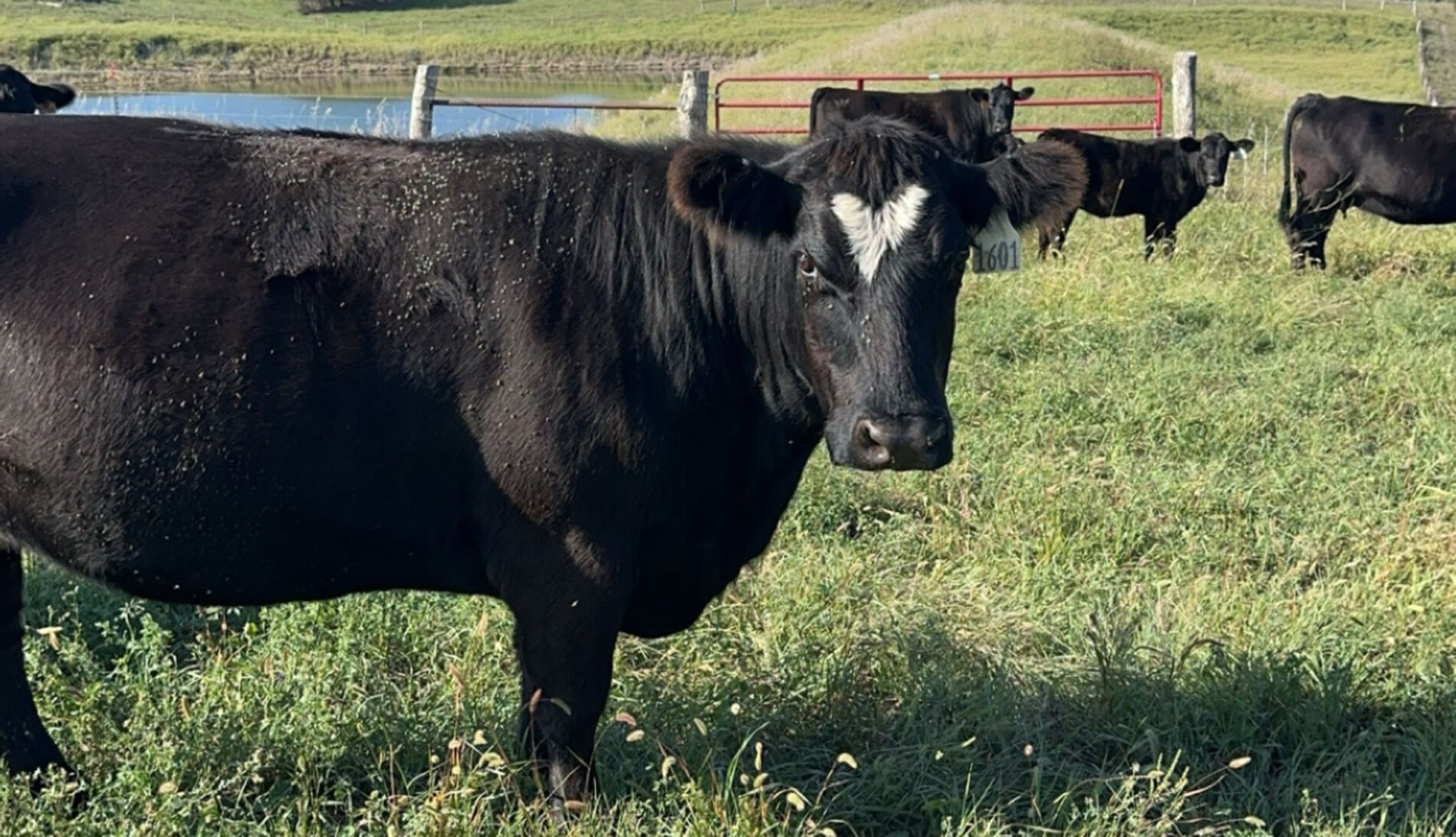 State cost-share program helps out cattle producers