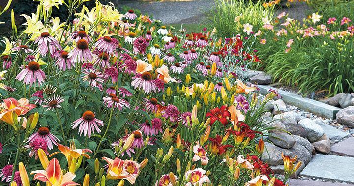 GARDEN COLUMN: How to grow coneflowers in your garden | Community ...