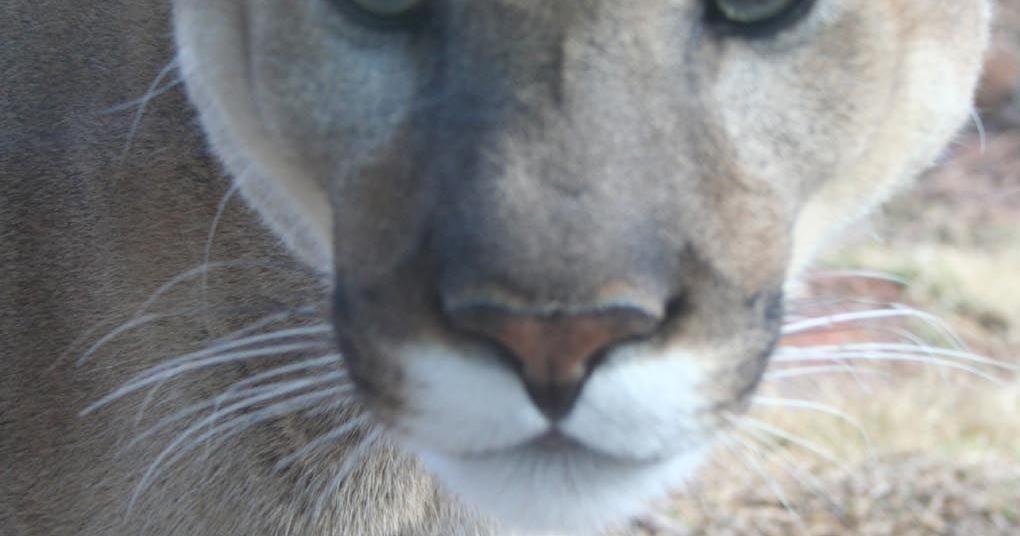 House advances mountain lion hunting bill to full vote | News ...