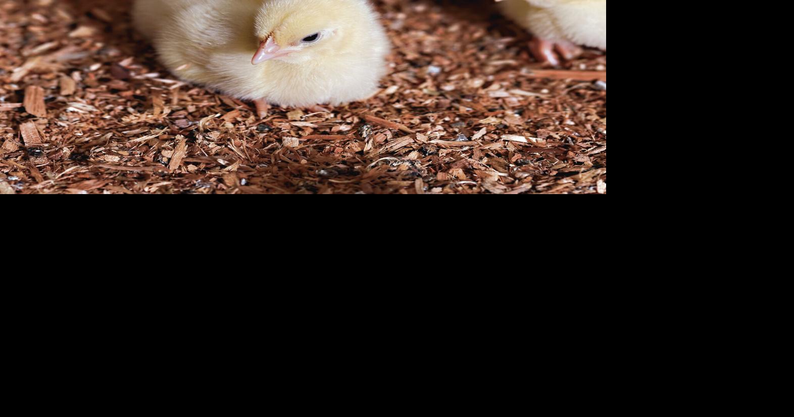 COUNTY COLUMN: Back by popular demand: backyard chicken classes ...